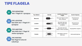 Pengertian Dan Contoh-contoh bakteri .pdf
