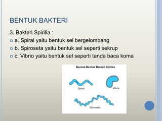 pengertian mengenai BAKTERI dan segala bentuk bakteri.ppt