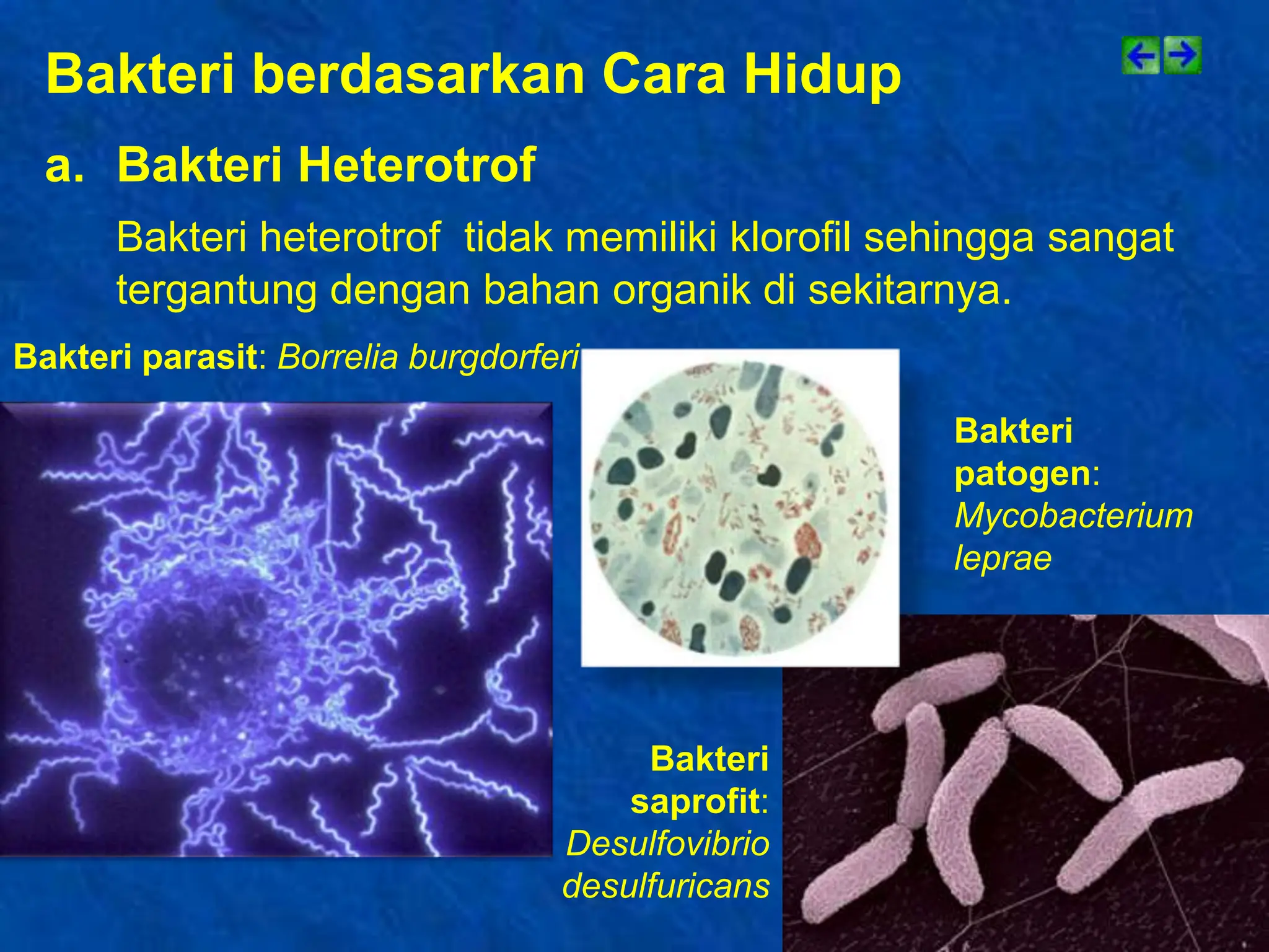 BAKTERI MAteri Kelas X SMA ORganisme kecil yang tidak terlihat | PPT