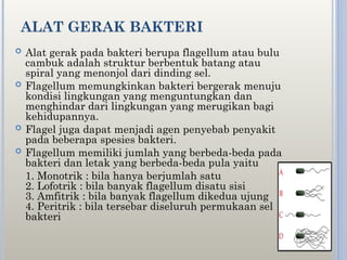 ciri-ciri dan struktur tubuh bakteri .ppt