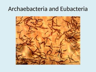 Bakteri Archaebacteria and Eubacteria.pptx | Free Download