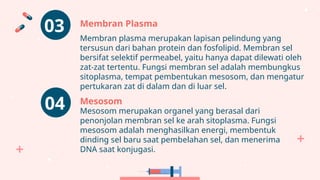 Bakteri dan pengelompokkannya, peranannya | PPTX