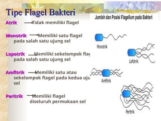 bakteri reproduksi ciri ciri contoh perkembangan | PPT