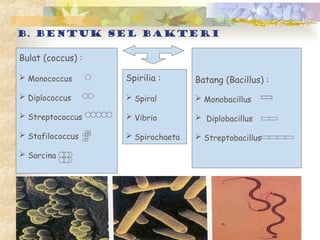 bakteri reproduksi ciri ciri contoh perkembangan | PPT