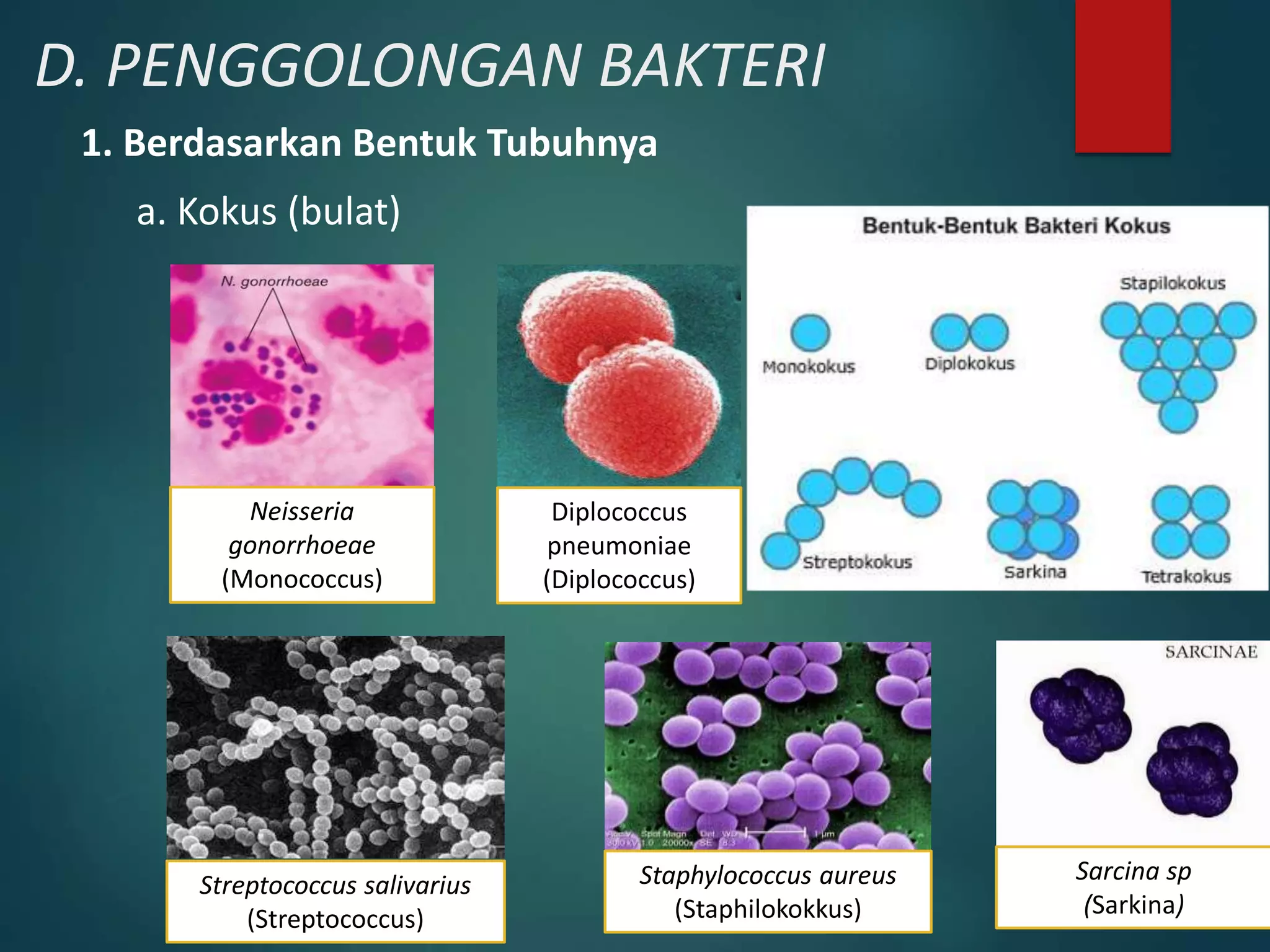 MIKROBIOLOGI DAN PARASITOLOGI "BAKTERI" | PPTX