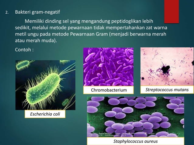 MIKROBIOLOGI DAN PARASITOLOGI "BAKTERI" | PPTX