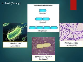 MIKROBIOLOGI DAN PARASITOLOGI "BAKTERI" | PPTX
