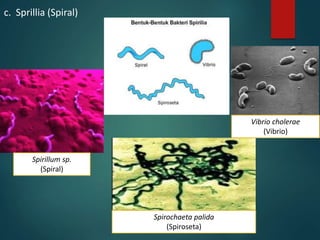 MIKROBIOLOGI DAN PARASITOLOGI "BAKTERI" | PPTX