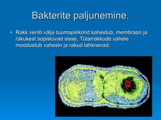 Bakterid | PPT