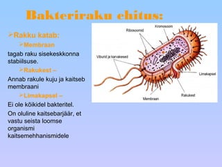 Bakterid | PPT