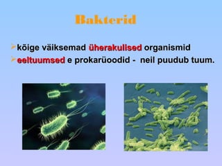 Bakterid | PPT