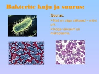 Bakterid | PPT