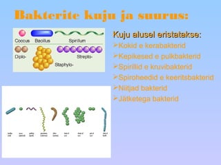 Bakterid | PPT