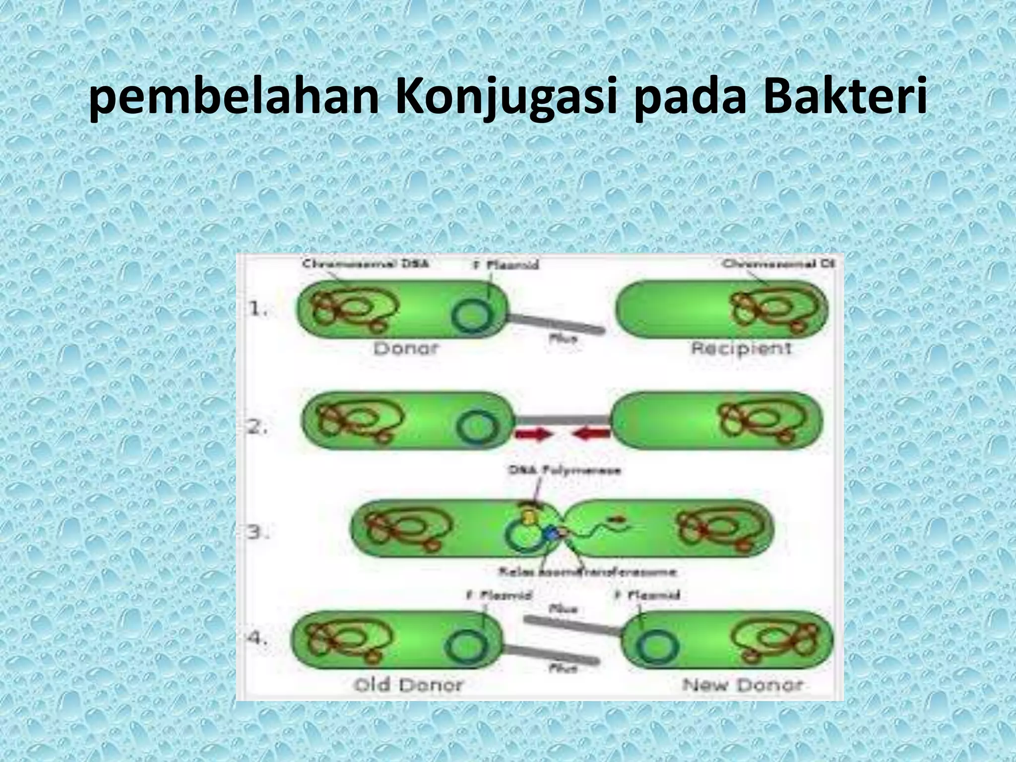 Bakteri_dan_Penggolongan_Bakteri.pptx
