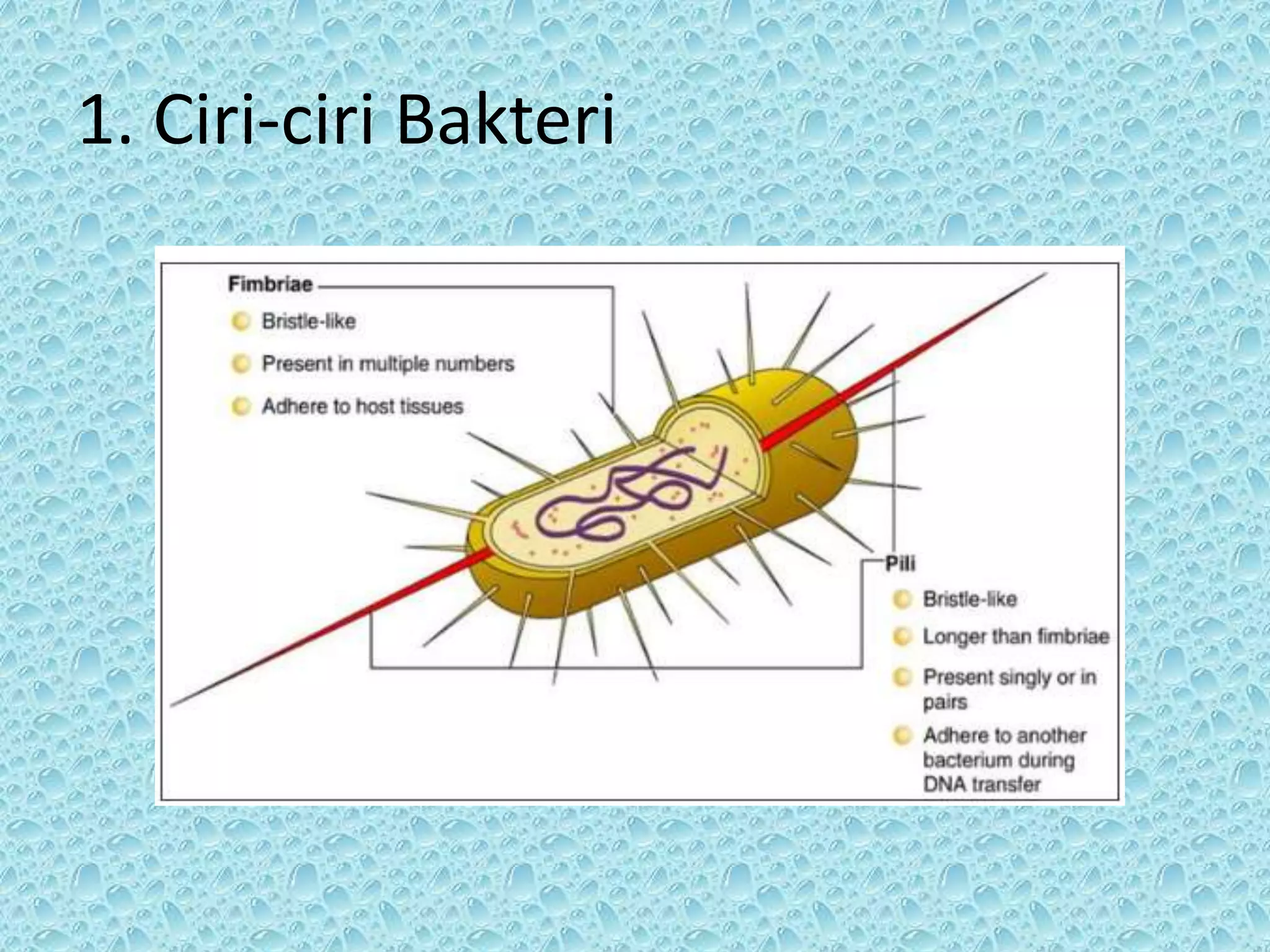 Bakteri_dan_Penggolongan_Bakteri.pptx