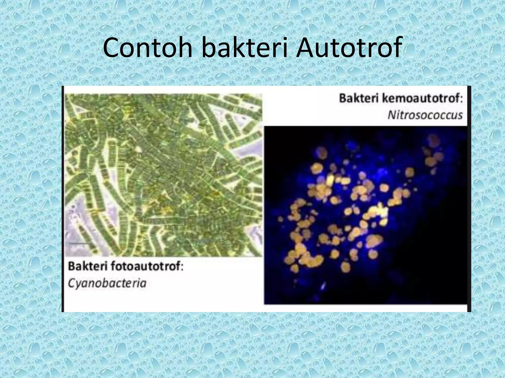 Bakteri_dan_Penggolongan_Bakteri.pptx