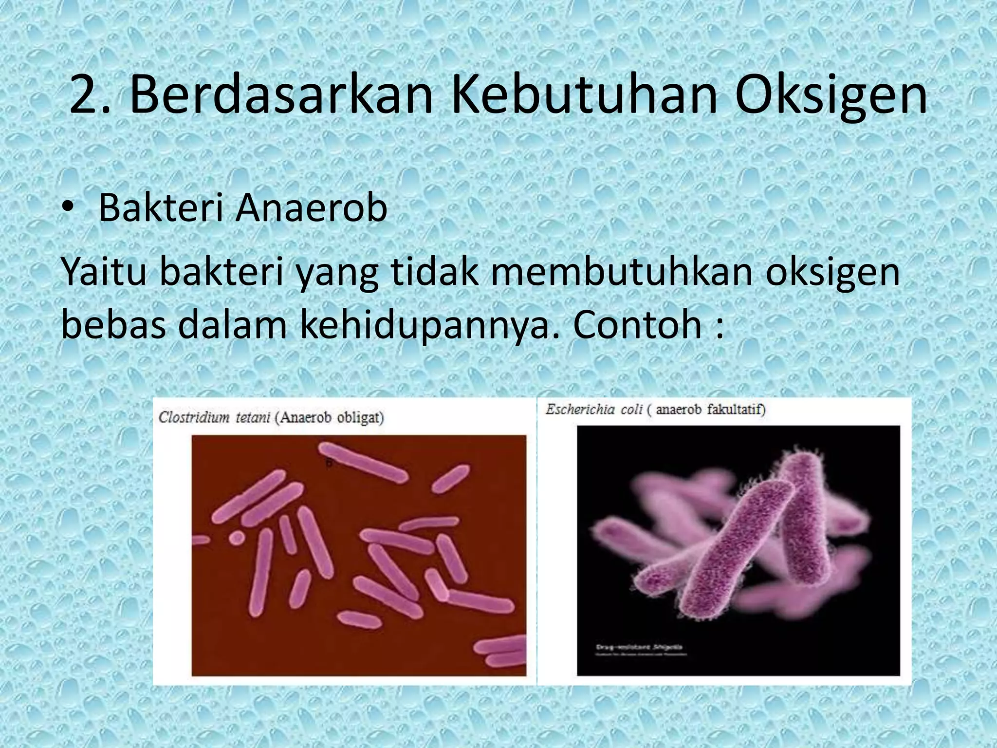 Bakteri_dan_Penggolongan_Bakteri.pptx