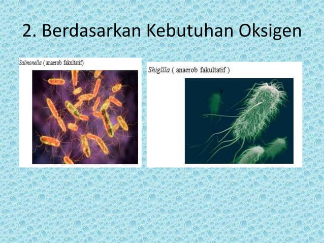 Bakteri_dan_Penggolongan_Bakteri.pptx