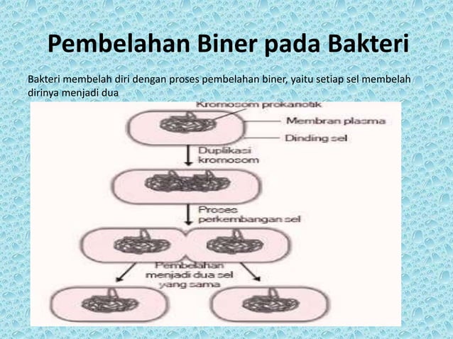 Bakteri_dan_Penggolongan_Bakteri.pptx
