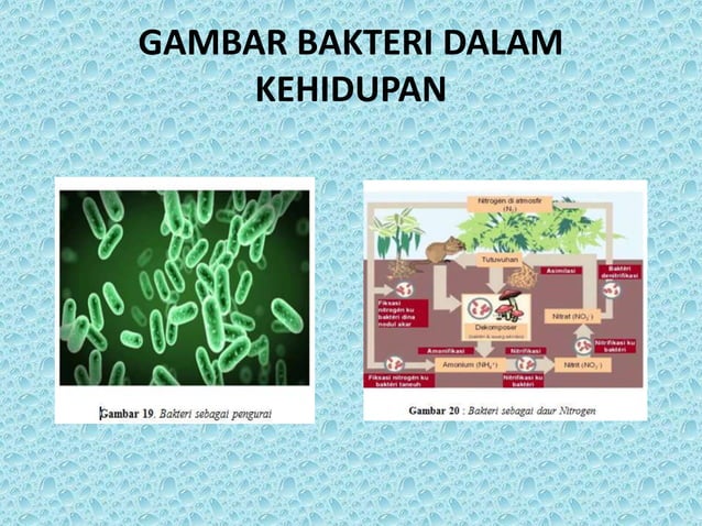 Bakteri_dan_Penggolongan_Bakteri.pptx