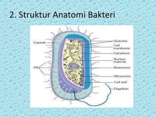 Bakteri_dan_Penggolongan_Bakteri.pptx