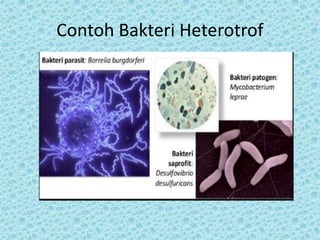 Bakteri_dan_Penggolongan_Bakteri.pptx