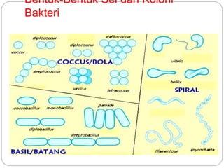 Bakteri | PPTX