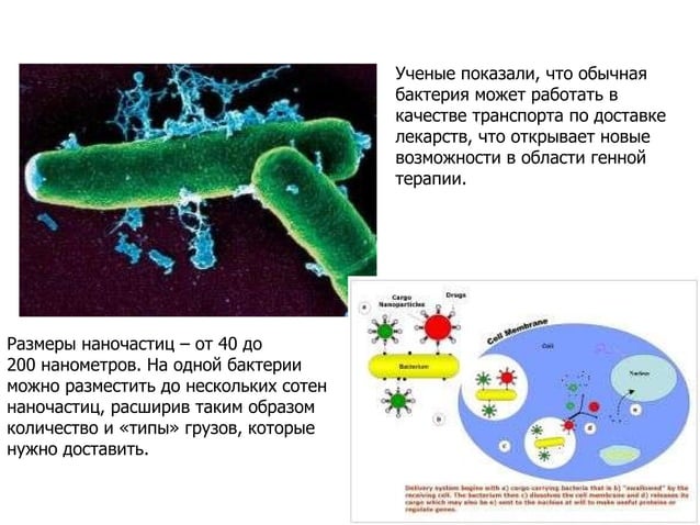 Bakterid biotehnoloogias | PPT