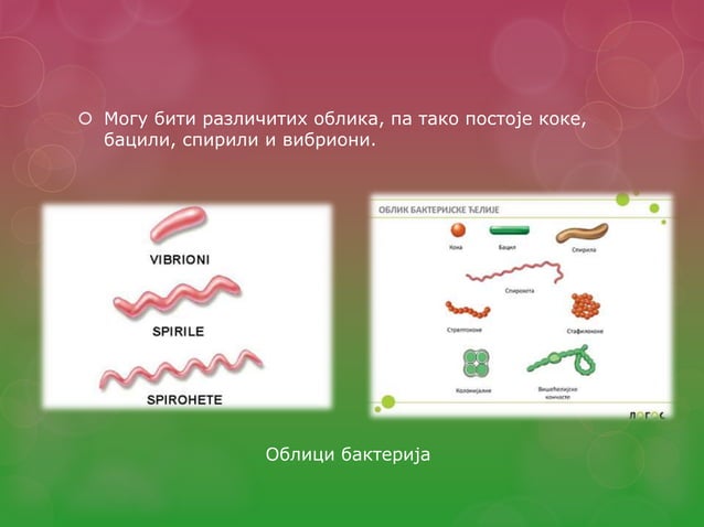 Bakterije | PPT