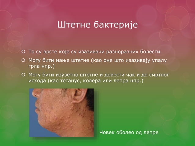 Bakterije | PPT