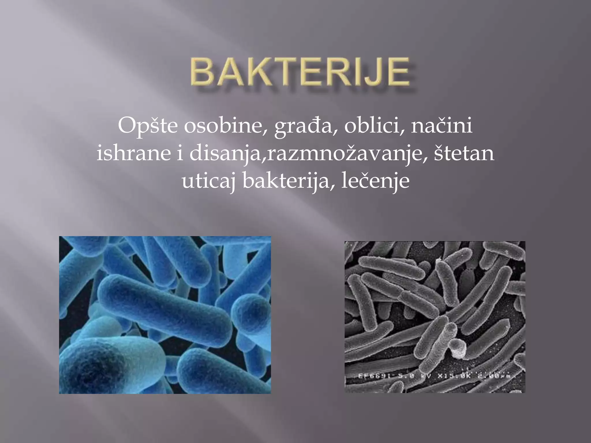 Чечовић Богдан - Бактерије | PPTX