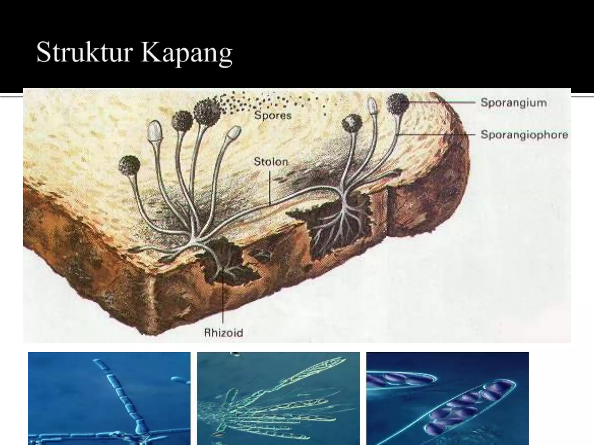 Bakteri_Kapang_dan_Khamir_ppt.pptx