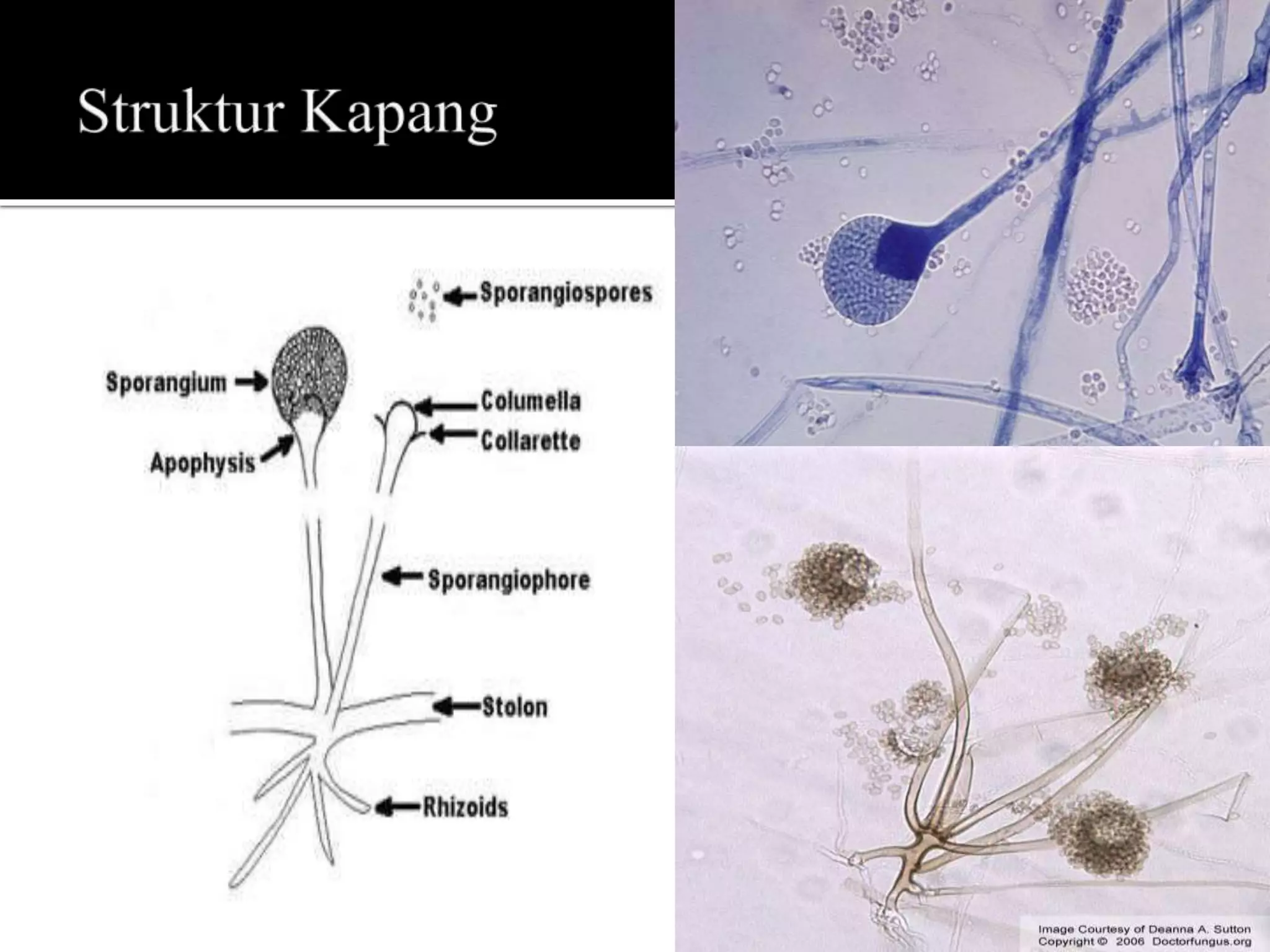 Bakteri_Kapang_dan_Khamir_ppt.pptx