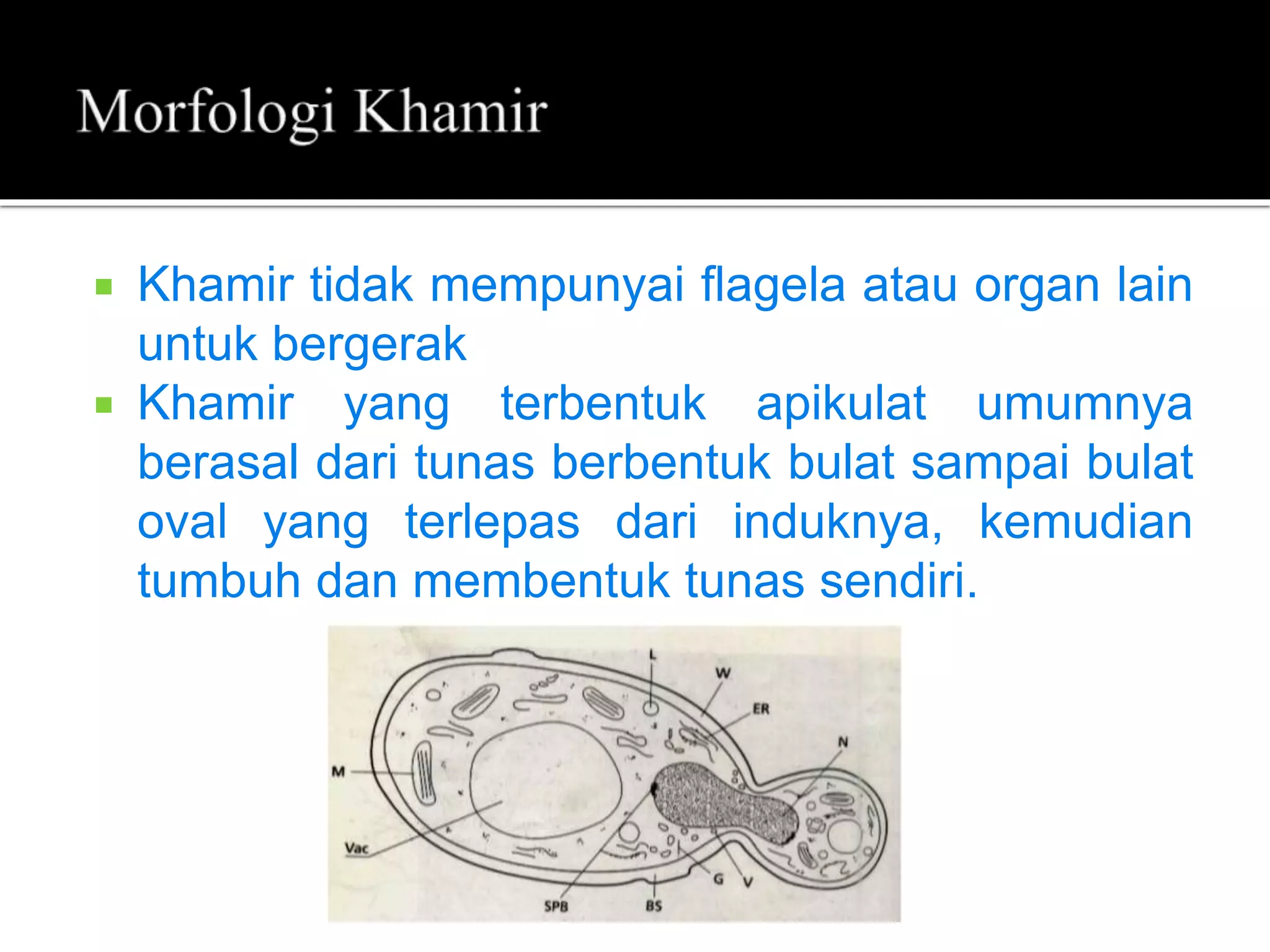 Bakteri_Kapang_dan_Khamir_ppt.pptx