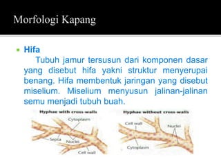 Bakteri_Kapang_dan_Khamir_ppt.pptx
