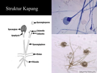 Bakteri_Kapang_dan_Khamir_ppt.pptx