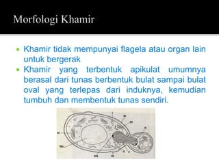 Bakteri_Kapang_dan_Khamir_ppt.pptx