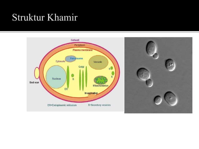 Bakteri_Kapang_dan_Khamir_ppt.pptx