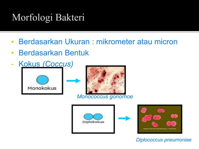 Bakteri_Kapang_dan_Khamir_ppt.pptx