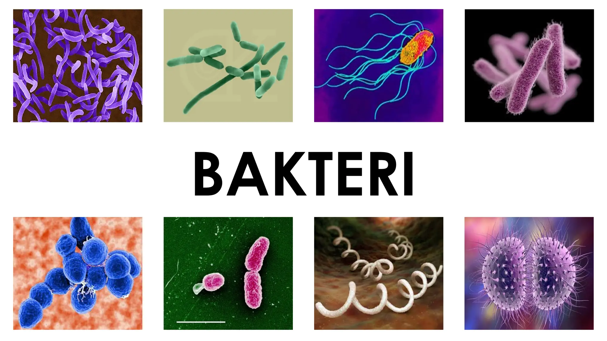 Power point biologi BAKTERI KELAS X sma .pptx