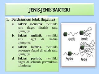 Bakteri | PPTX