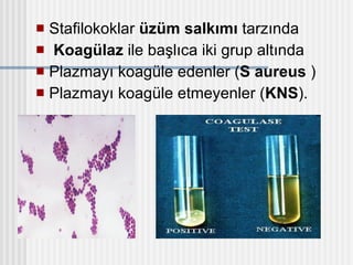 Bakteriler ve-bakteriyel-hastaliklar | PPT