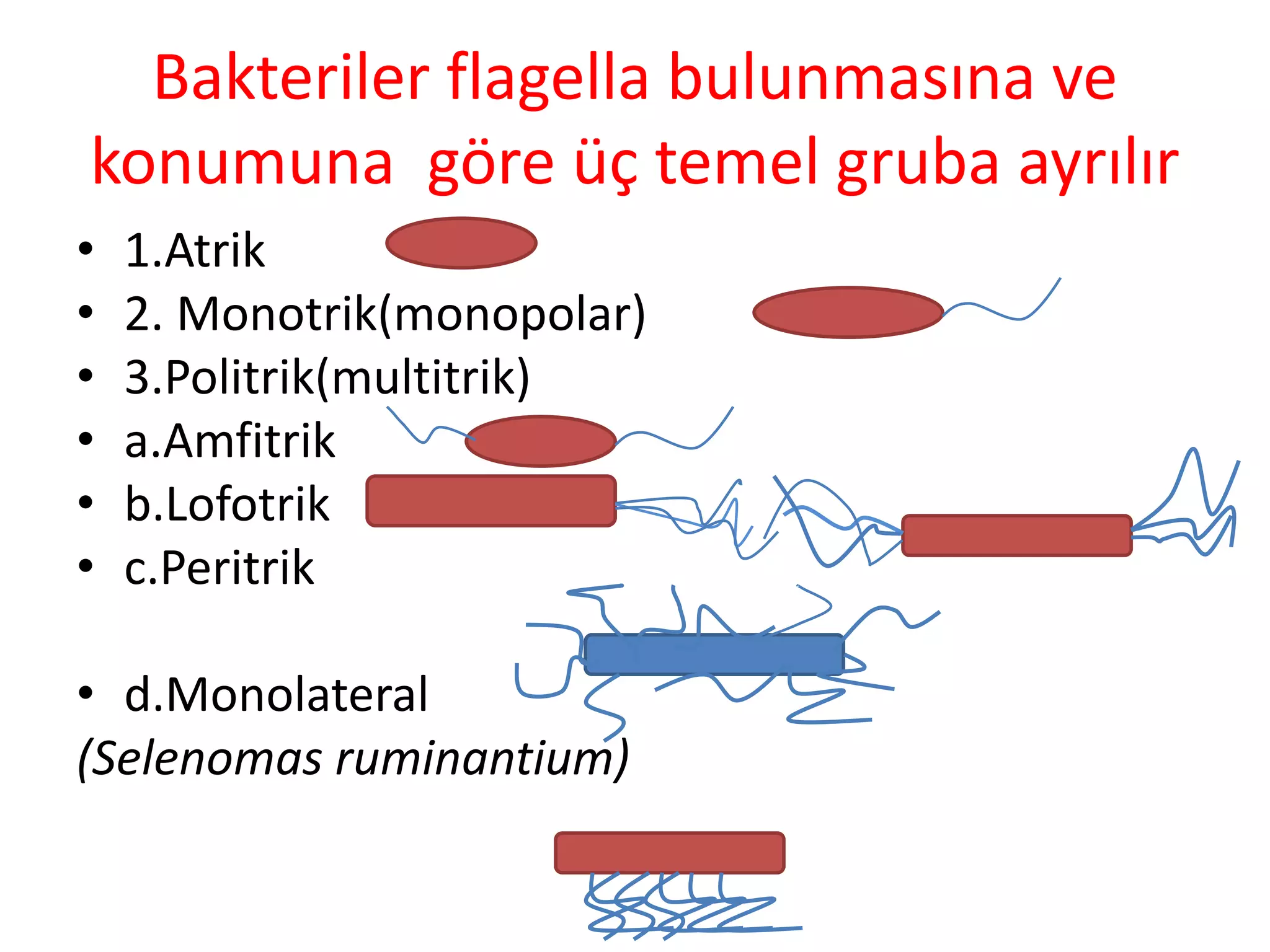 bakterilerin-anatomik-yapilari.pdf