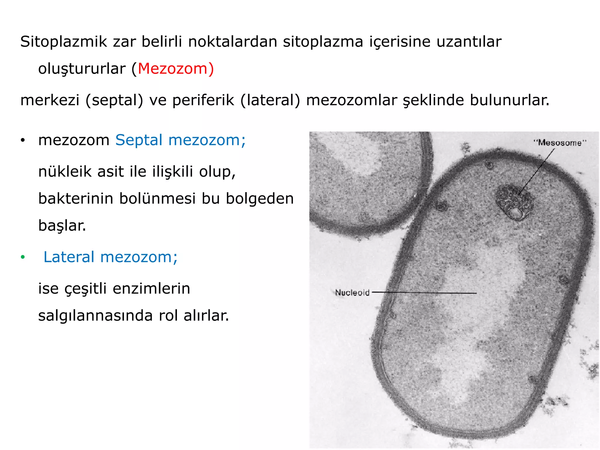bakterilerin-anatomik-yapilari.pdf