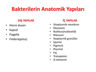bakterilerin-anatomik-yapilari.pdf