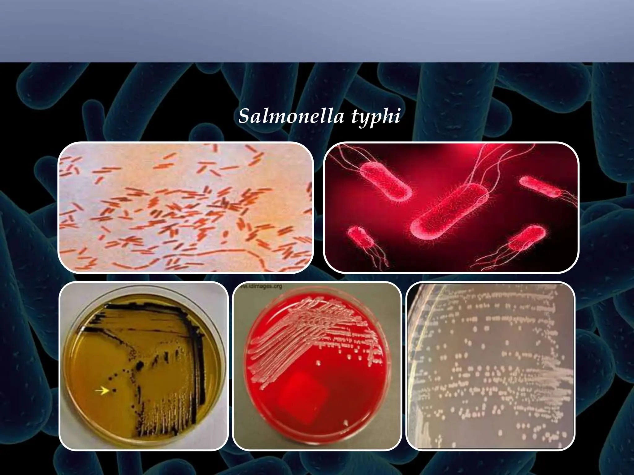 BAKTERIOLOGI 1 - BAKTERI BATANG GRAM POSITIF DAN GRAM NEGATIF - 2021.pptx