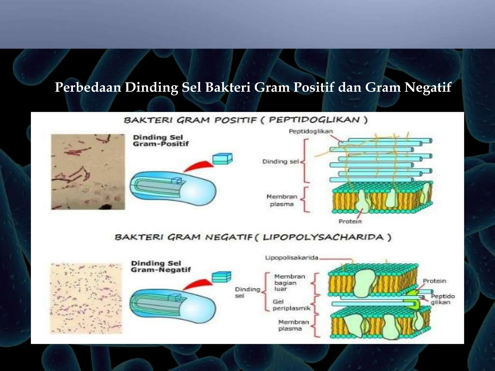 BAKTERIOLOGI 1 - BAKTERI BATANG GRAM POSITIF DAN GRAM NEGATIF - 2021.pptx