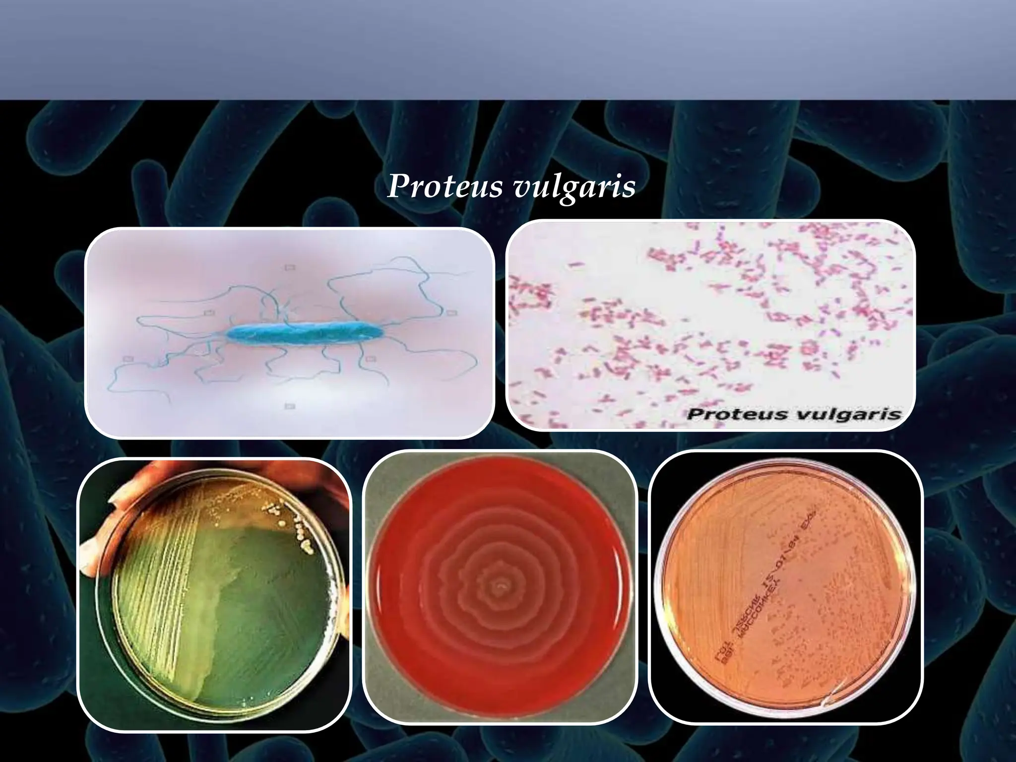 BAKTERIOLOGI 1 - BAKTERI BATANG GRAM POSITIF DAN GRAM NEGATIF - 2021.pptx