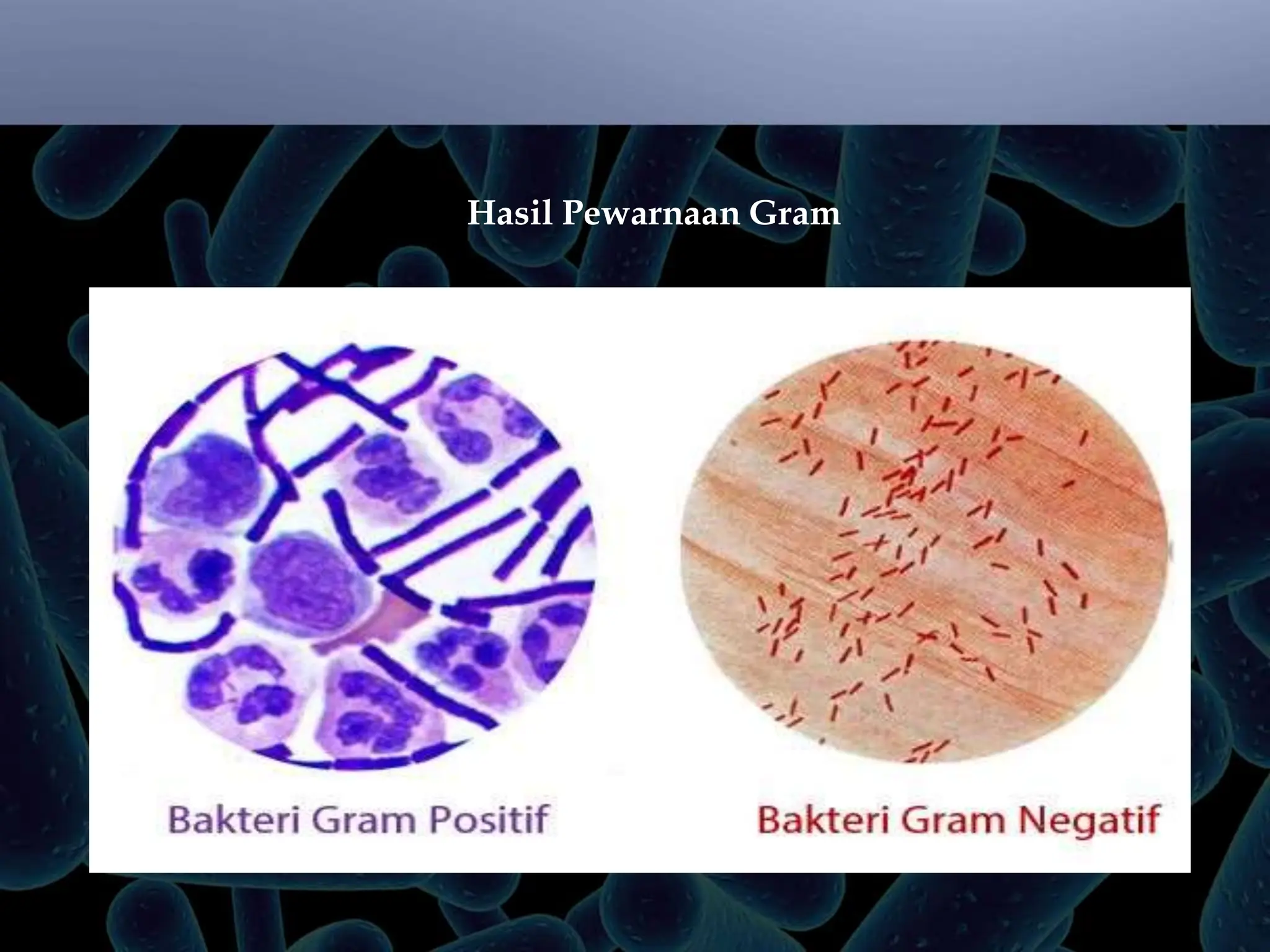 BAKTERIOLOGI 1 - BAKTERI BATANG GRAM POSITIF DAN GRAM NEGATIF - 2021.pptx