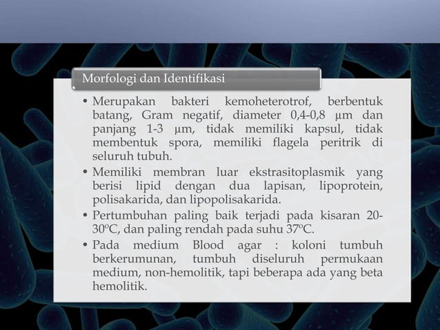 BAKTERIOLOGI 1 - BAKTERI BATANG GRAM POSITIF DAN GRAM NEGATIF - 2021.pptx